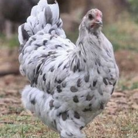 Sapphire Splash (Pullet) – Cedar Crest Farm